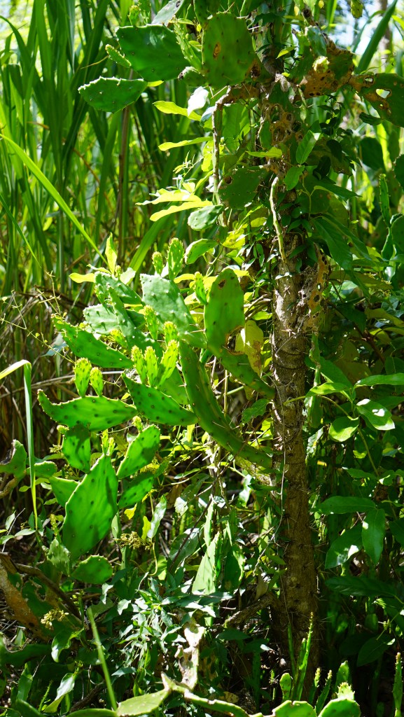 The mysterious Gympie pyramid, plus Yowie encounter in the deep bush ...