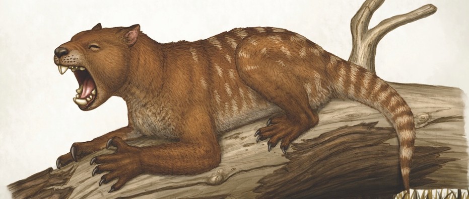 Thylacoleo carnifex, a marsupial and apex predator that lived in ...