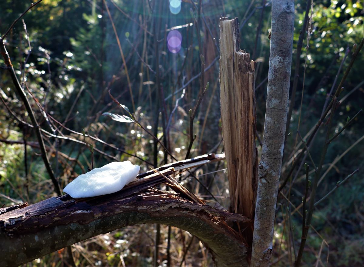 Experiencer story by Russell Wiitala, from Washington State – Sasquatch ...