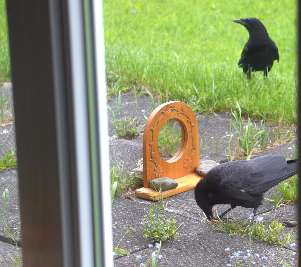 Crow lessons, Part 3 – Sasquatch Close Encounter Network for ...