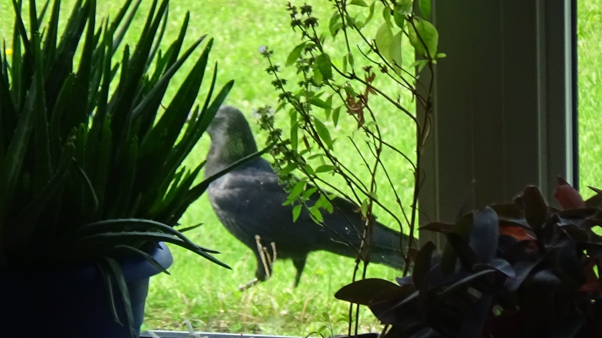 Supernatural Crow Magic – Sasquatch Close Encounter Network for ...