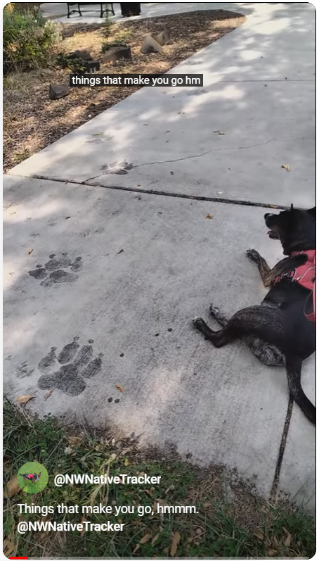 Sasquatch Close Encounter Network for Interspecies Communication ...