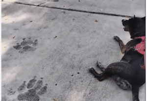 NW Native Tracker channel – Sasquatch Close Encounter Network for ...